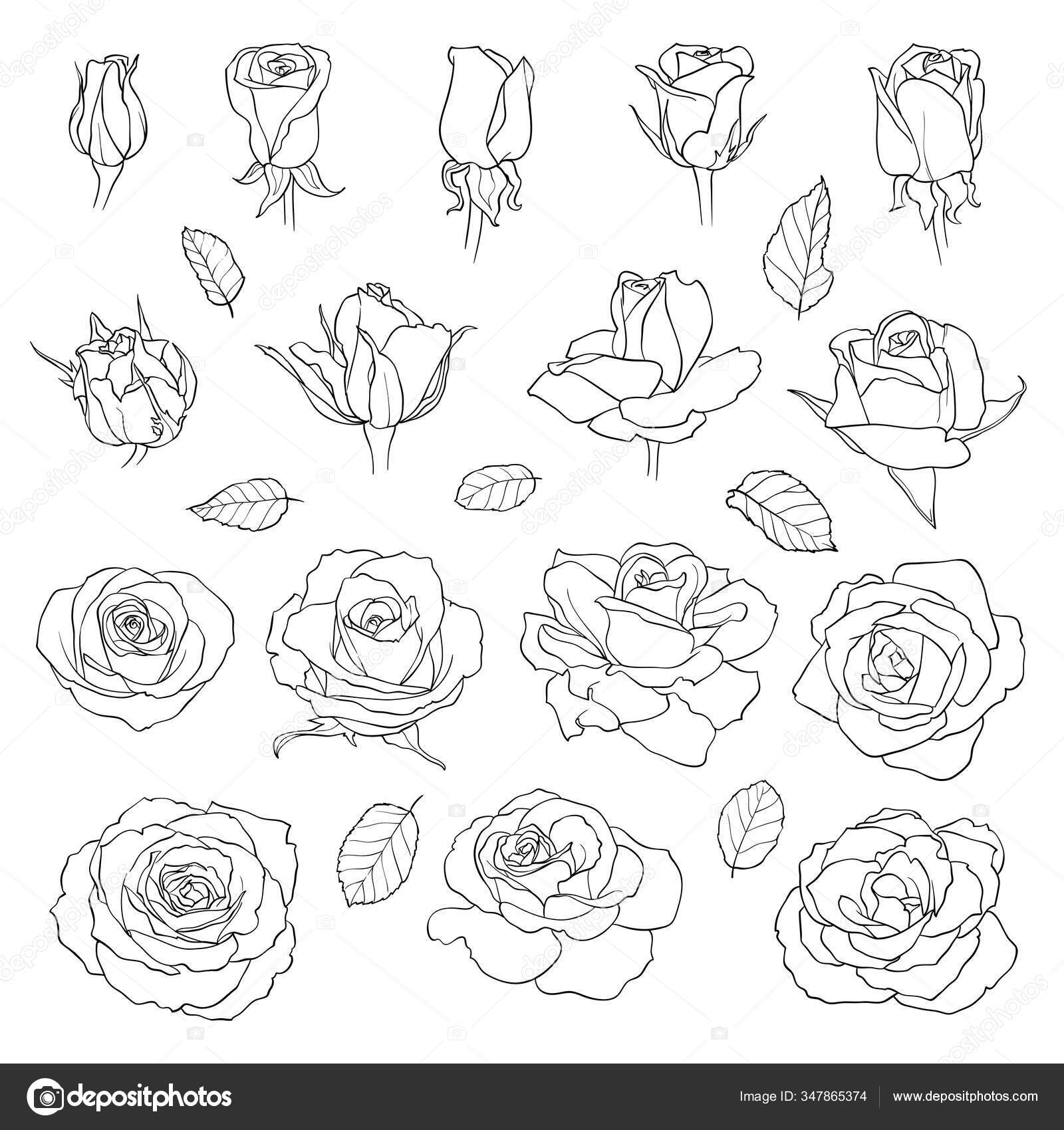 Two Roses Outline