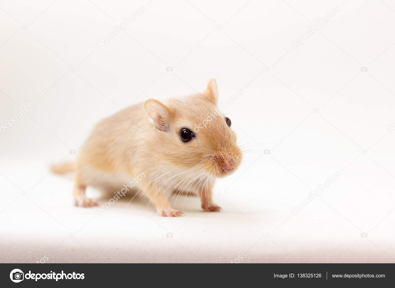 Cute Baby Gerbils
