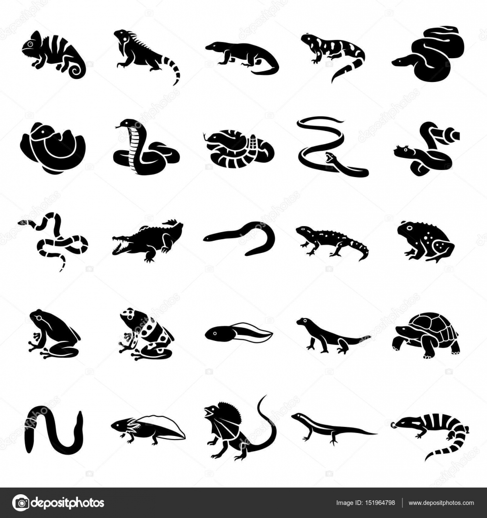 E Coli In Reptiles Symptoms