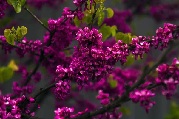 low key close up blooming pik flowers of a fruit tree in a garden on a ...