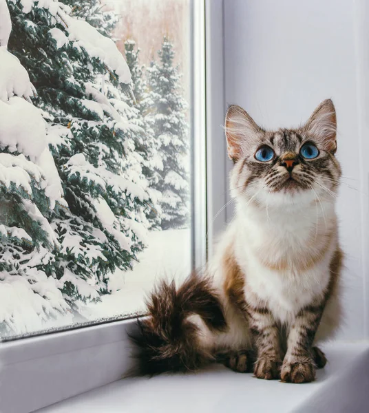 Cat winter window Stock Photos, Royalty Free Cat winter window Images ...