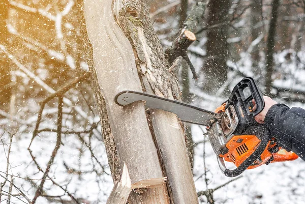 Manual chainsaw. Man hands, saws a tree in the woods in winter a ...