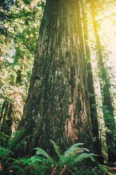 Ancient redwood in the forest. Sunlight through the branches. A - Stock ...