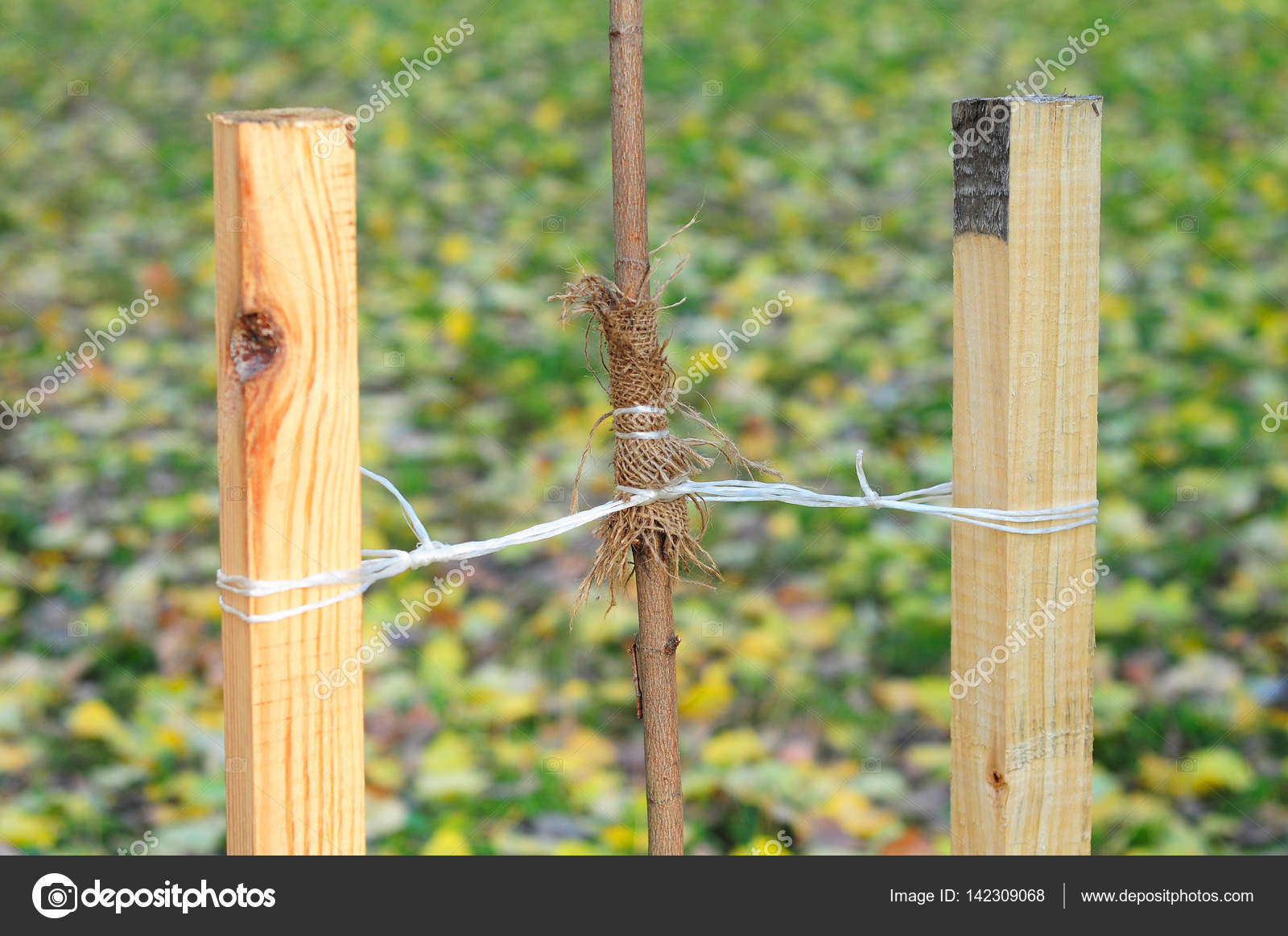 Gros plan sur la façon de planter un arbre correctement avec deux ...