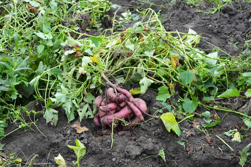 Recolección de raíces de camote. Jardinería ecológica de batatas. 2024