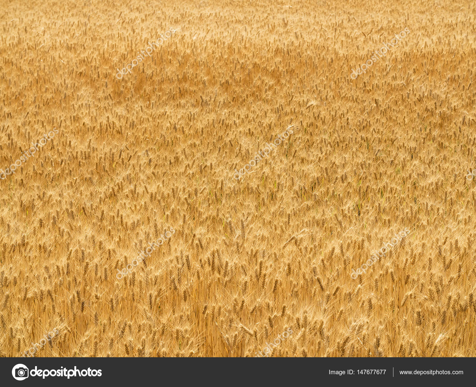Wheat Texture Background