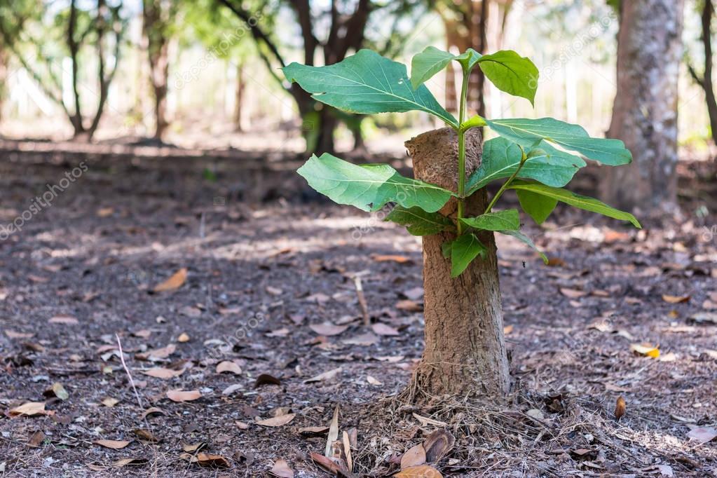 Young tree seedling grow from stump, concept of hope and rebirth ...