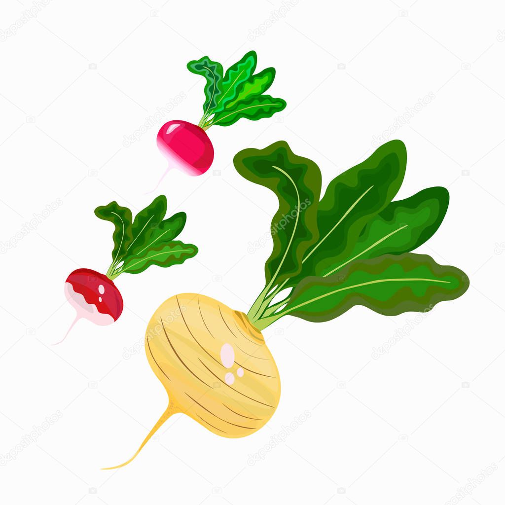 Ilustración vectorial nabo y rábano aislados sobre fondo blanco. 2023