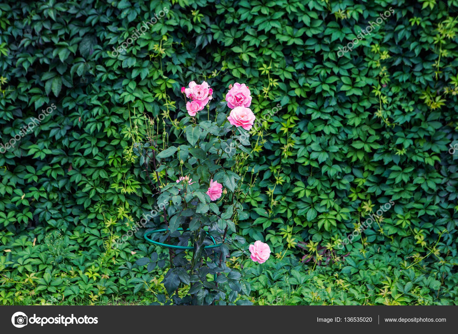 Garden texture | Garden texture. Roses on a green background. Growing ...
