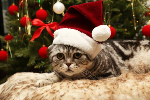 Fat Cat in Santa Suit — Stock Photo © katrinaelena #30418135