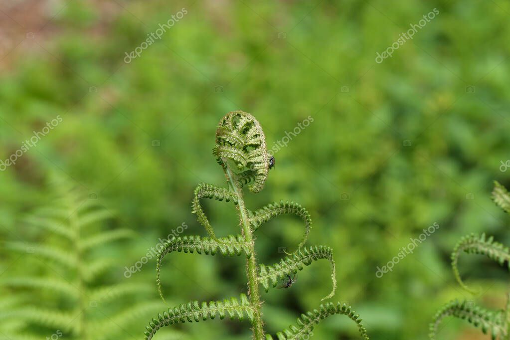 Brotes jóvenes silvestres de helecho de Pteridium aquilinum, helecho ...