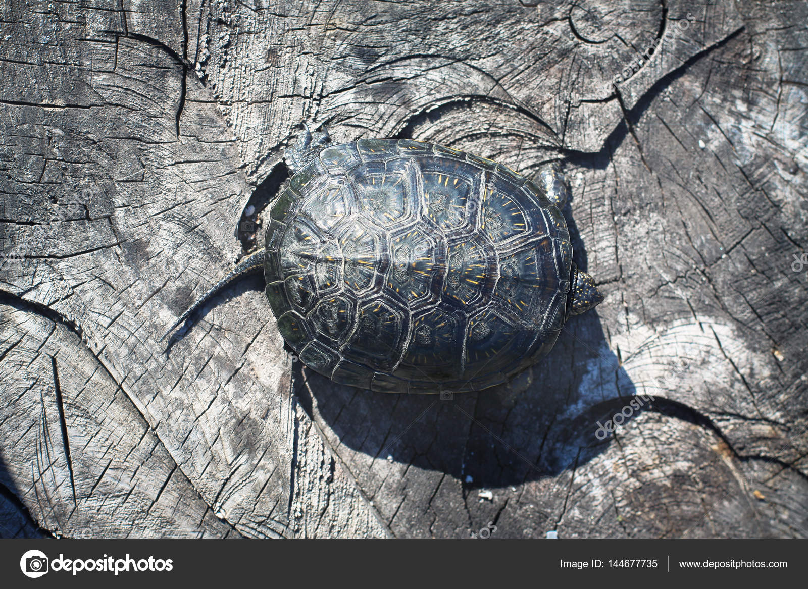 Turtle shell on top of the cracked surface. wood texture on a st ...