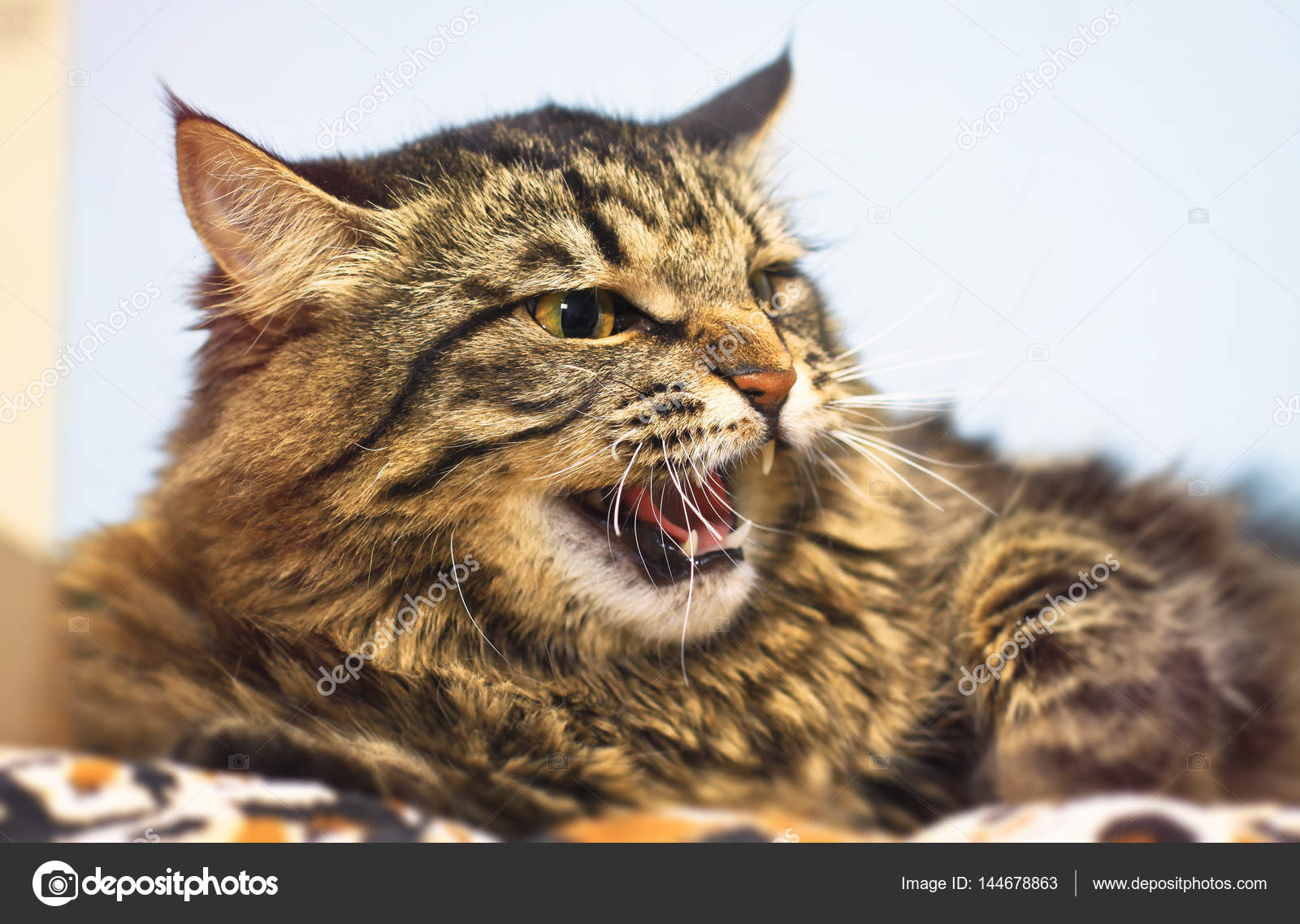 Very Angry Cat Attacks
