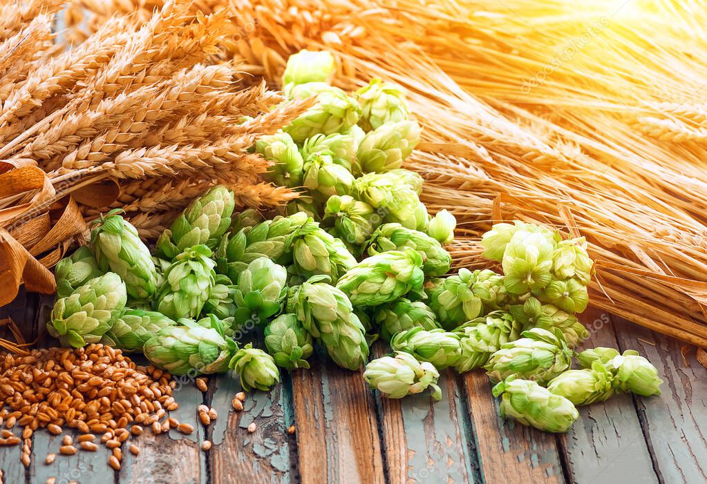 Lúpulo verde, malta, espigas de cebada y grano de trigo, ingredientes ...