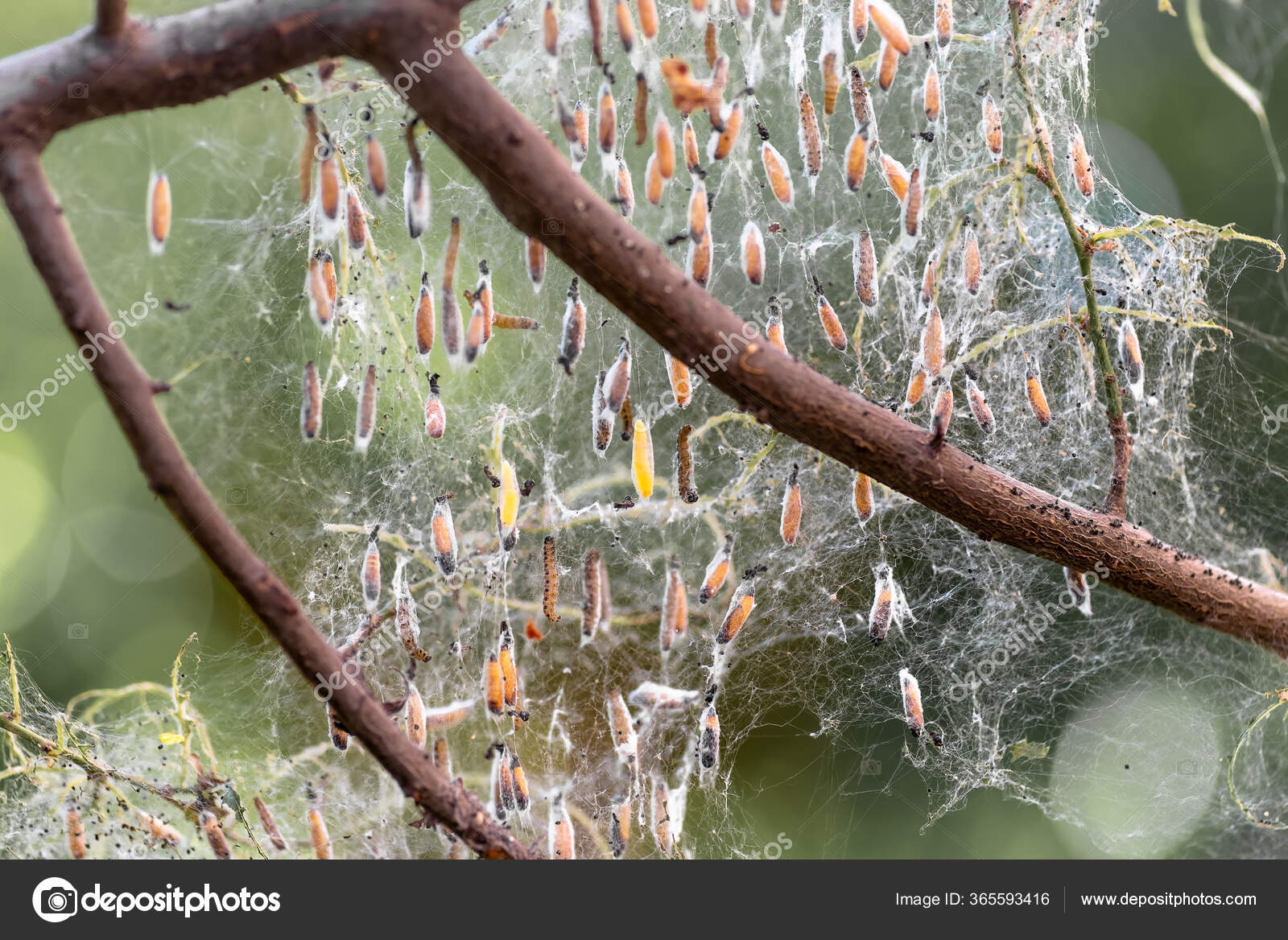 Colony Moth Larvae Closeup Web Branches Tree Moths Larvae Caterpillars ...