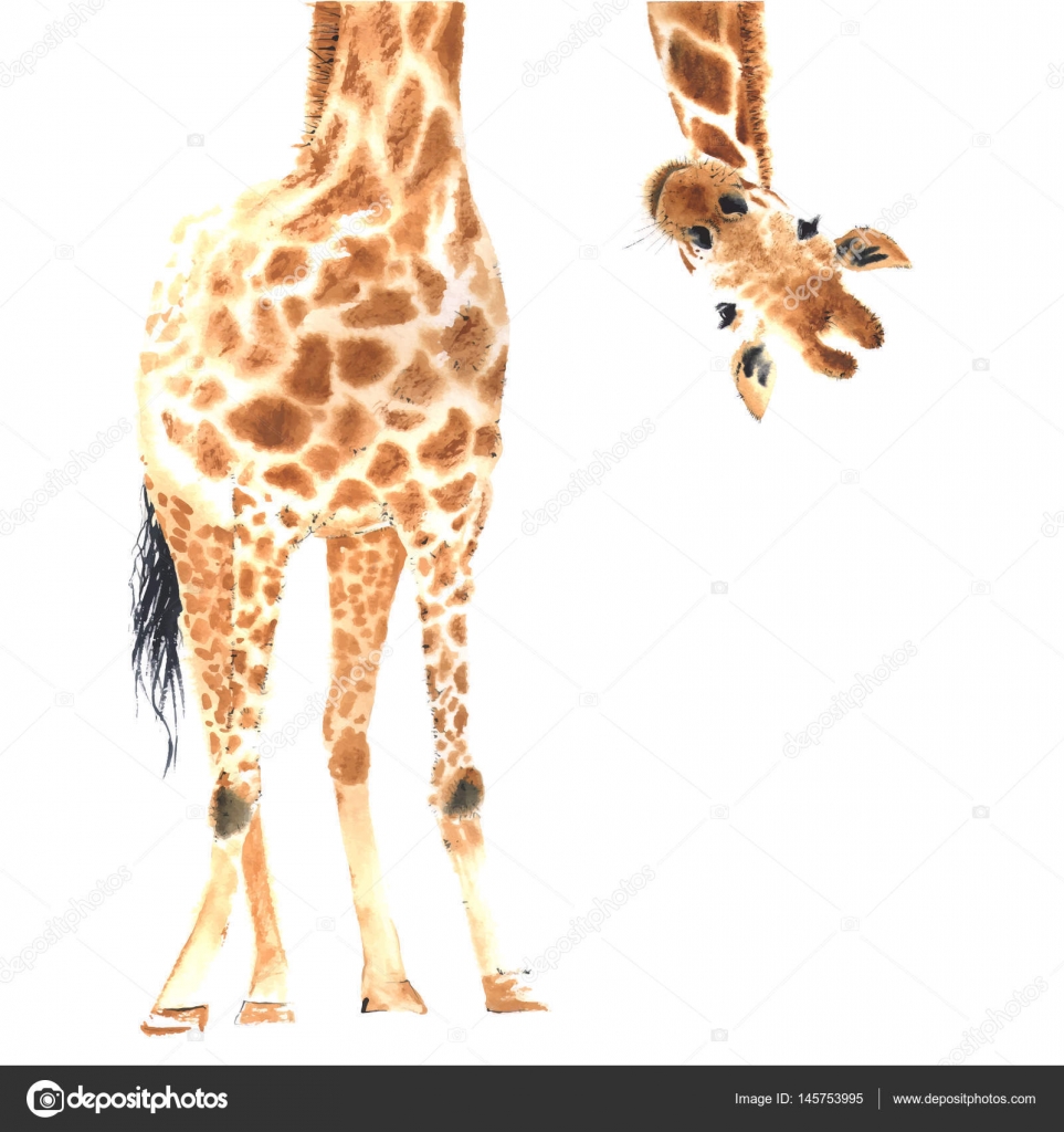 Realistic giraffe made in watercolor. Stock Vector Image by ©Olga ...