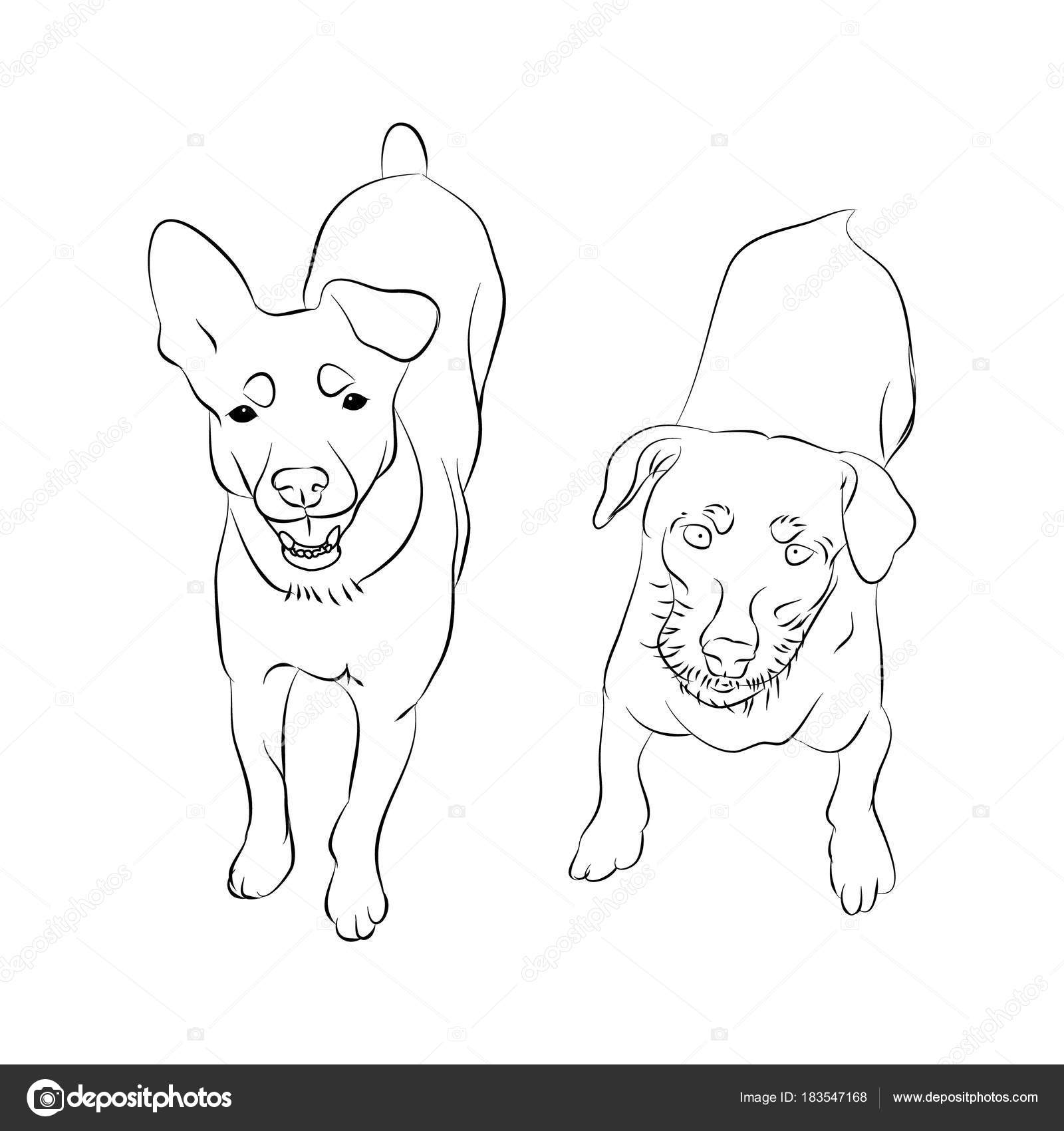 Two dogs top view — Stock Vector © Mila_Endo #183547168