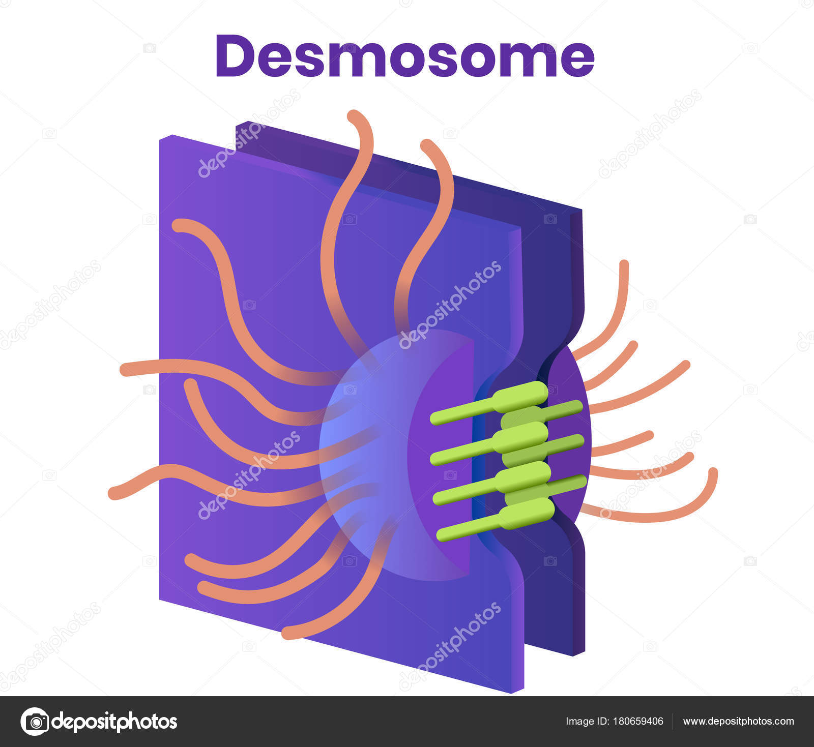 Desmosome vector. Illustration of the tight cell junction Stock Vector ...