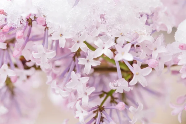Lilac flowers covered with snow and ice - Stock Image - Everypixel