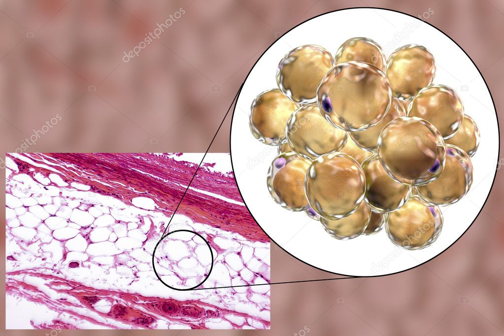 Fat cells, micrograph and 3D illustration Stock Photo by ©katerynakon ...
