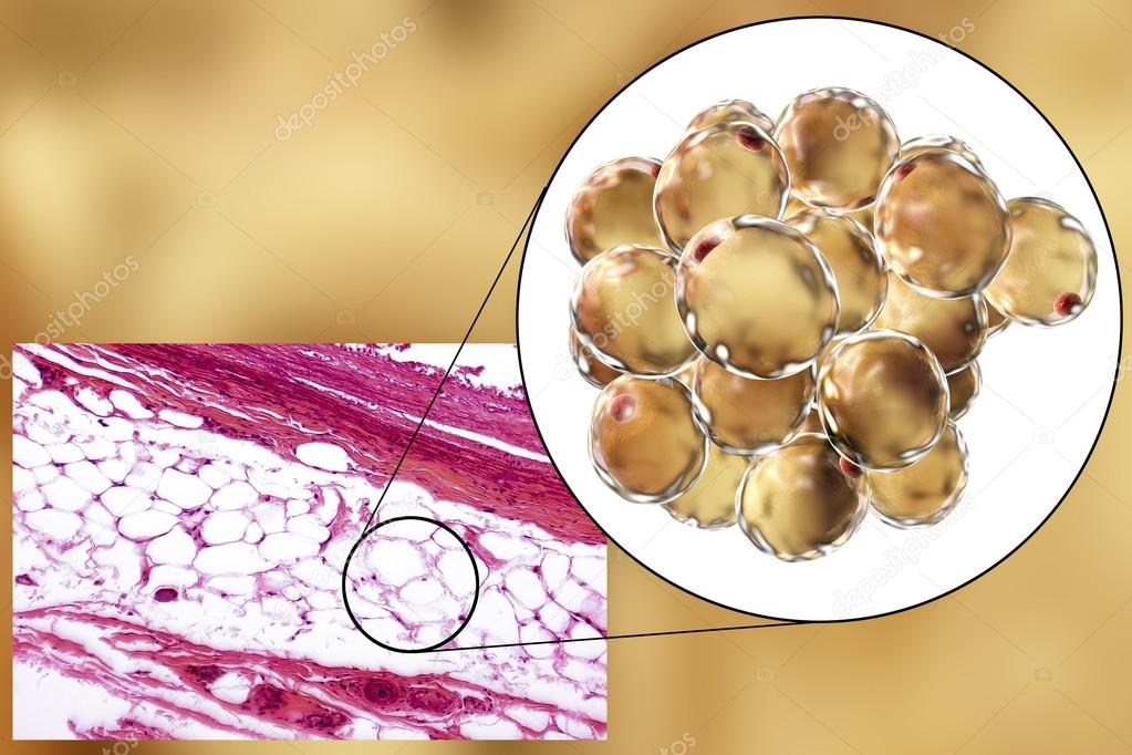 Fat cells, micrograph and 3D illustration — Stock Photo © katerynakon ...