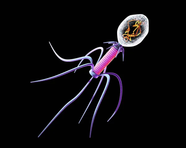 Phage Stock Photos, Royalty Free Phage Images | Depositphotos