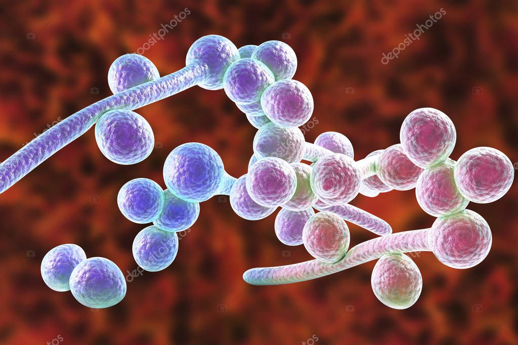 Hongos Candida albicans 2023