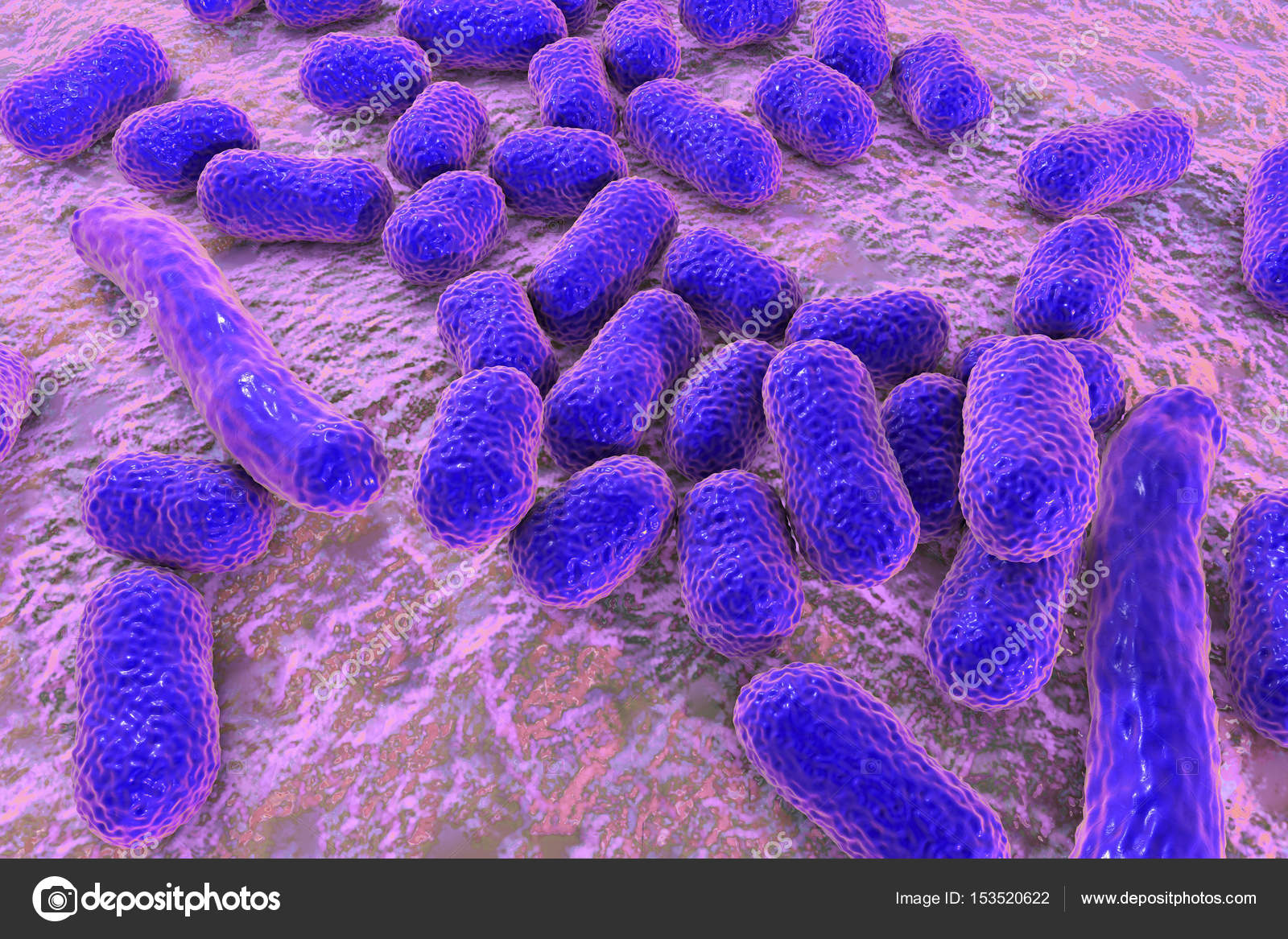 Bactérie Acinetobacter baumannii image libre de droit par katerynakon ... Bactérie Acinetobacter baumannii image libre de droit par katerynakon ...