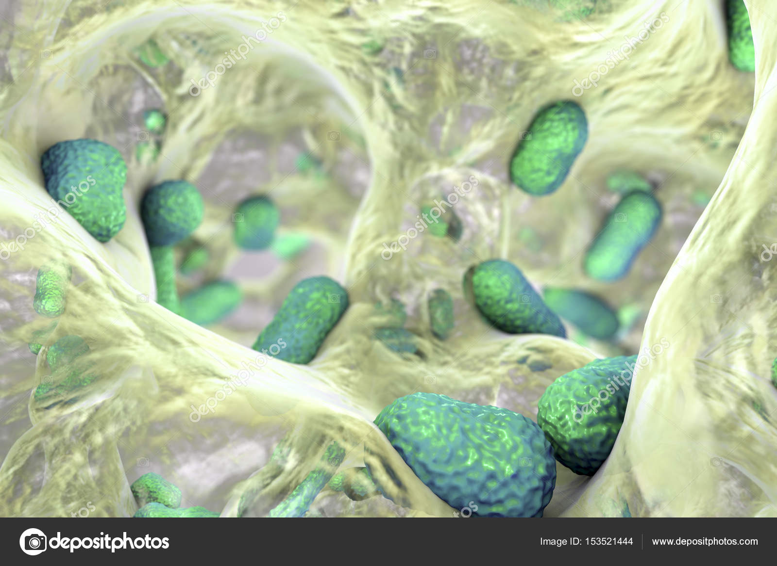 Bacterium Acinetobacter baumannii inside biofilm Stock Photo by ... Bacterium Acinetobacter baumannii inside biofilm Stock Photo by ...