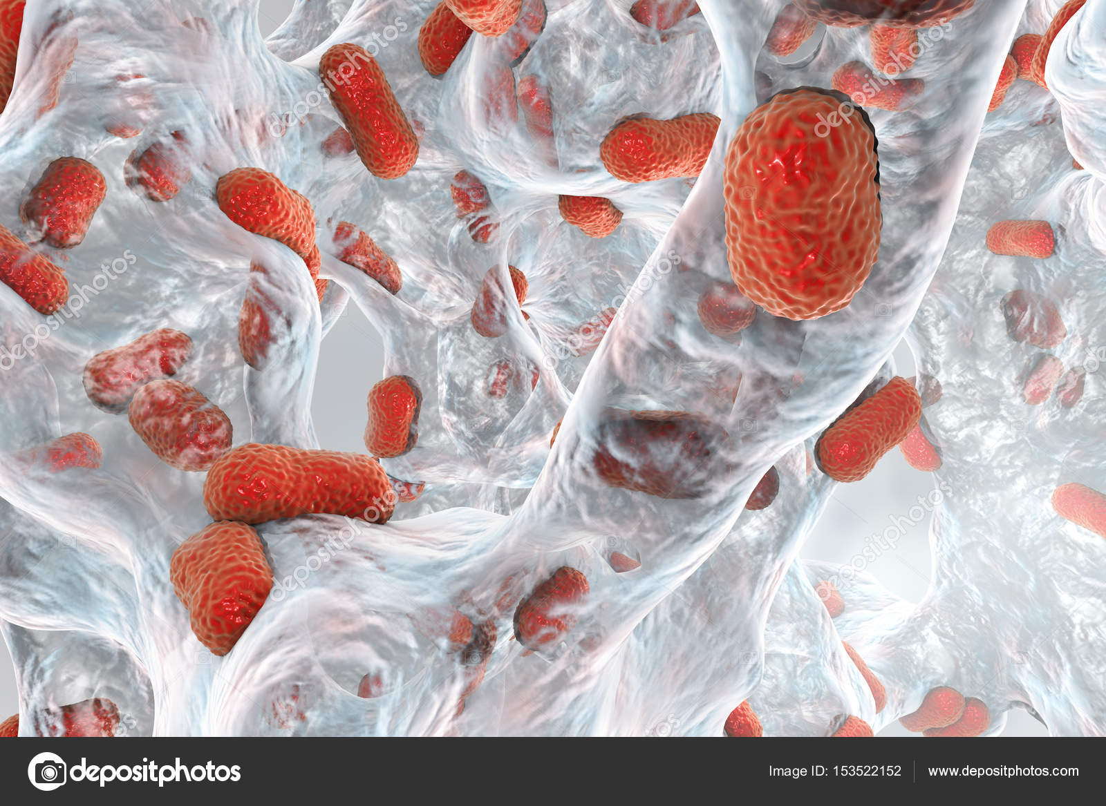 Bactéria Acinetobacter baumannii dentro do biofilme fotos, imagens de ... Bactéria Acinetobacter baumannii dentro do biofilme fotos, imagens de ...