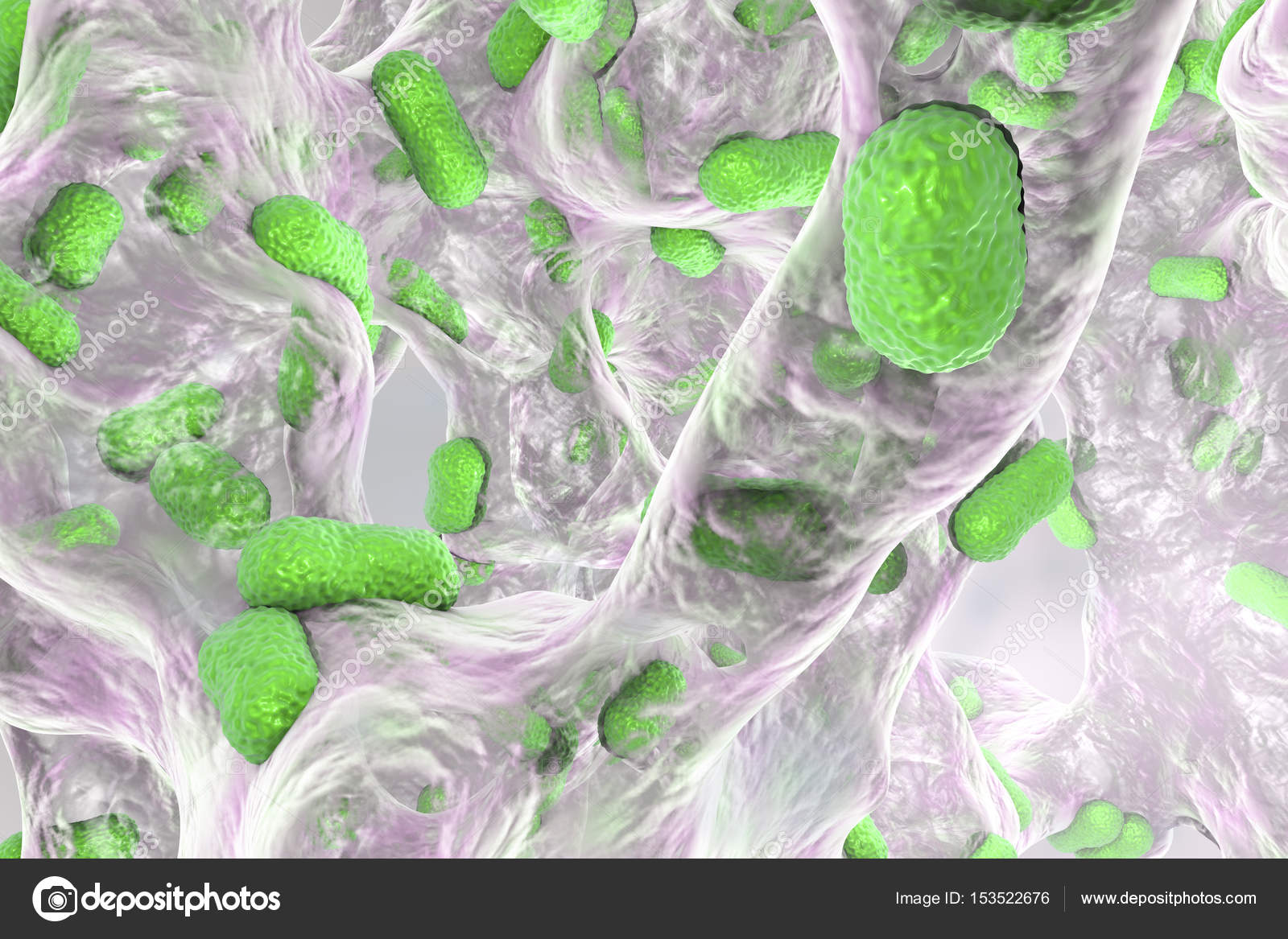 Bacterium Acinetobacter baumannii inside biofilm Stock Photo by ... Bacterium Acinetobacter baumannii inside biofilm Stock Photo by ...