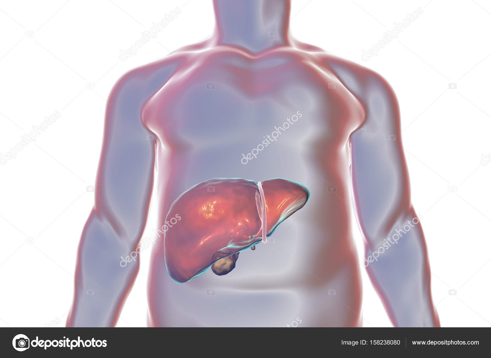 Liver inside human body — Stock Photo © katerynakon #158238080
