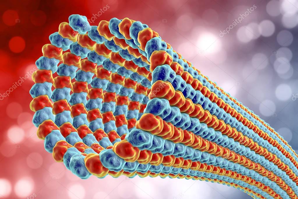 Microtúbulo, un polímero compuesto de una proteína tubulina 2022