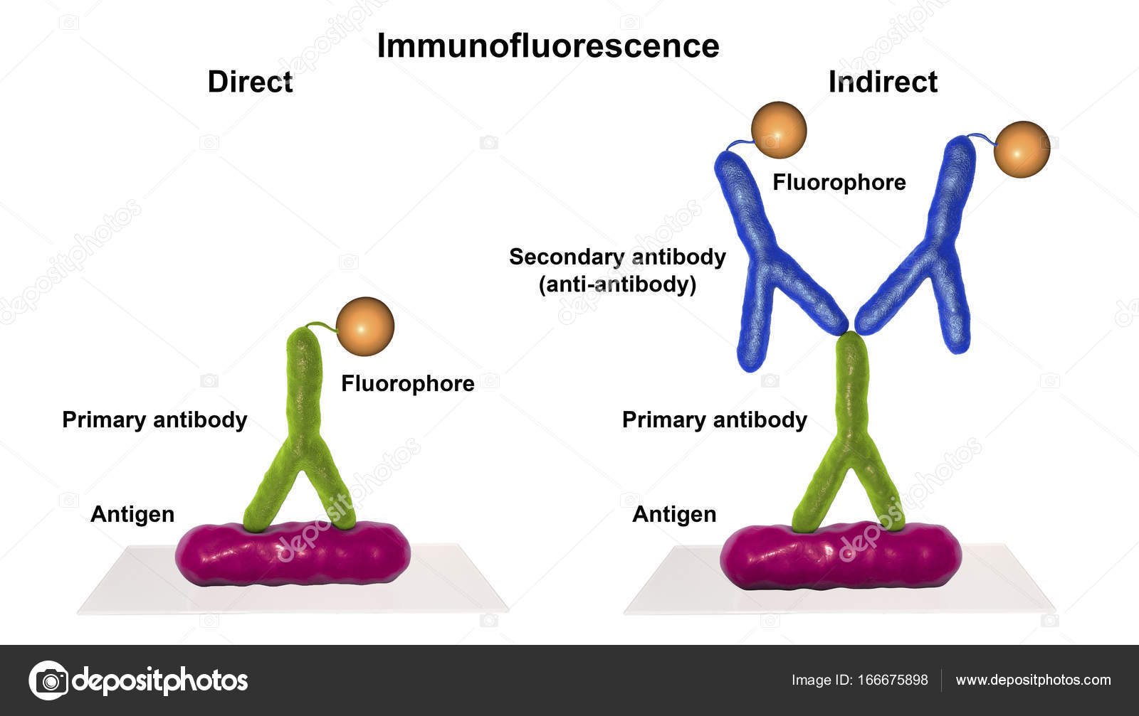 Direct and indirect immunofluorescent reactions RIF — Stock Photo ... Direct and indirect immunofluorescent reactions RIF — Stock Photo ...