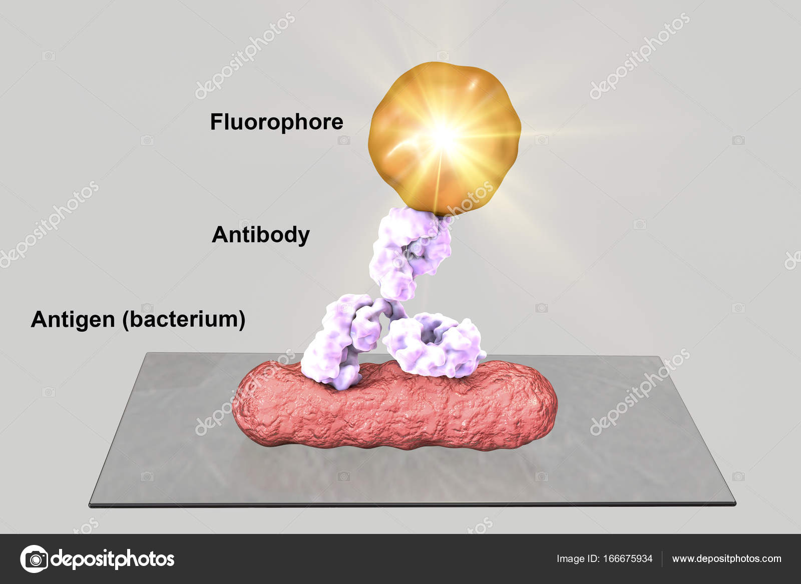 Direct immunofluorescent reaction RIF — Stock Photo © katerynakon ...