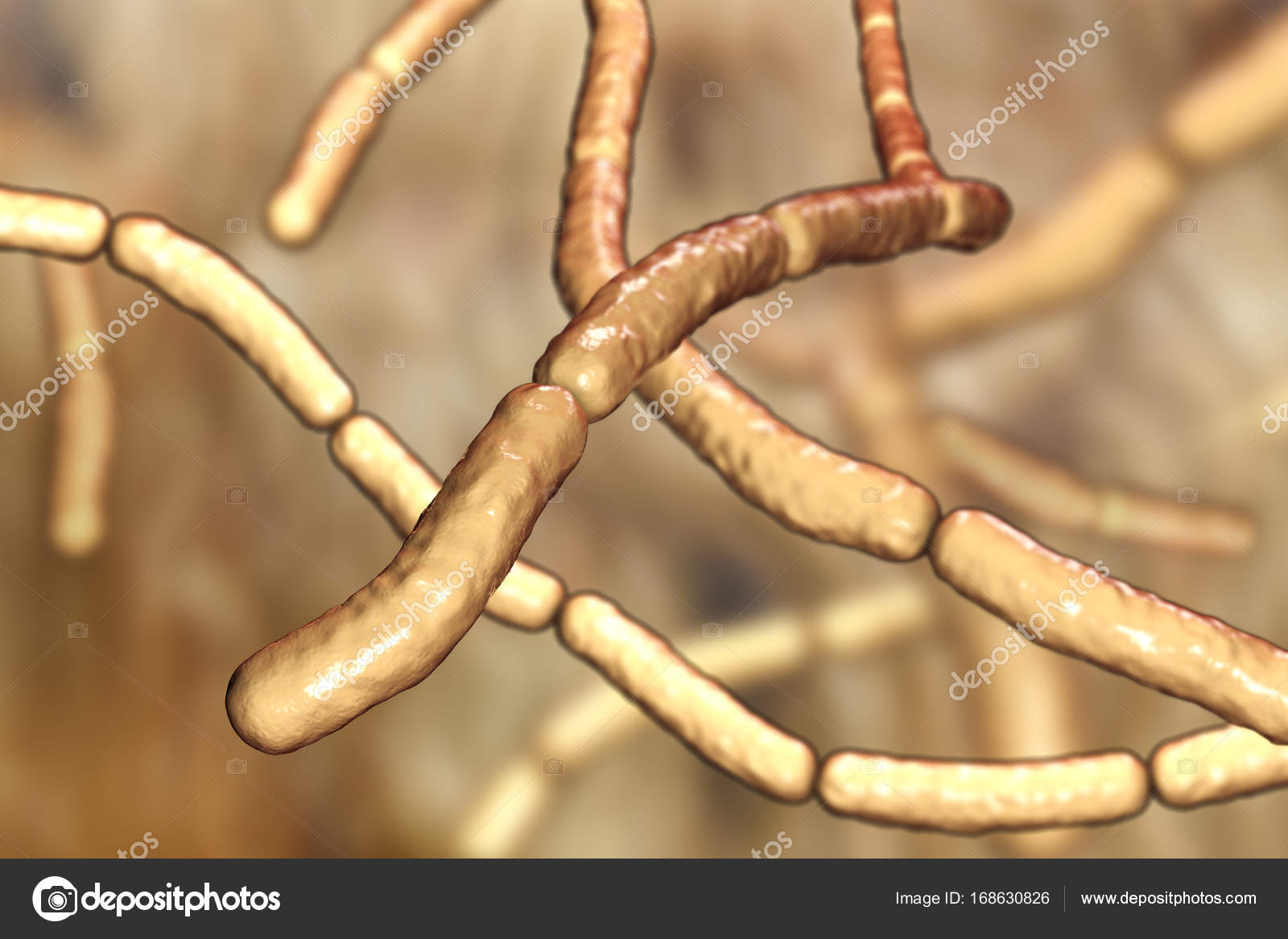 Bacillus Subtilis In Humans