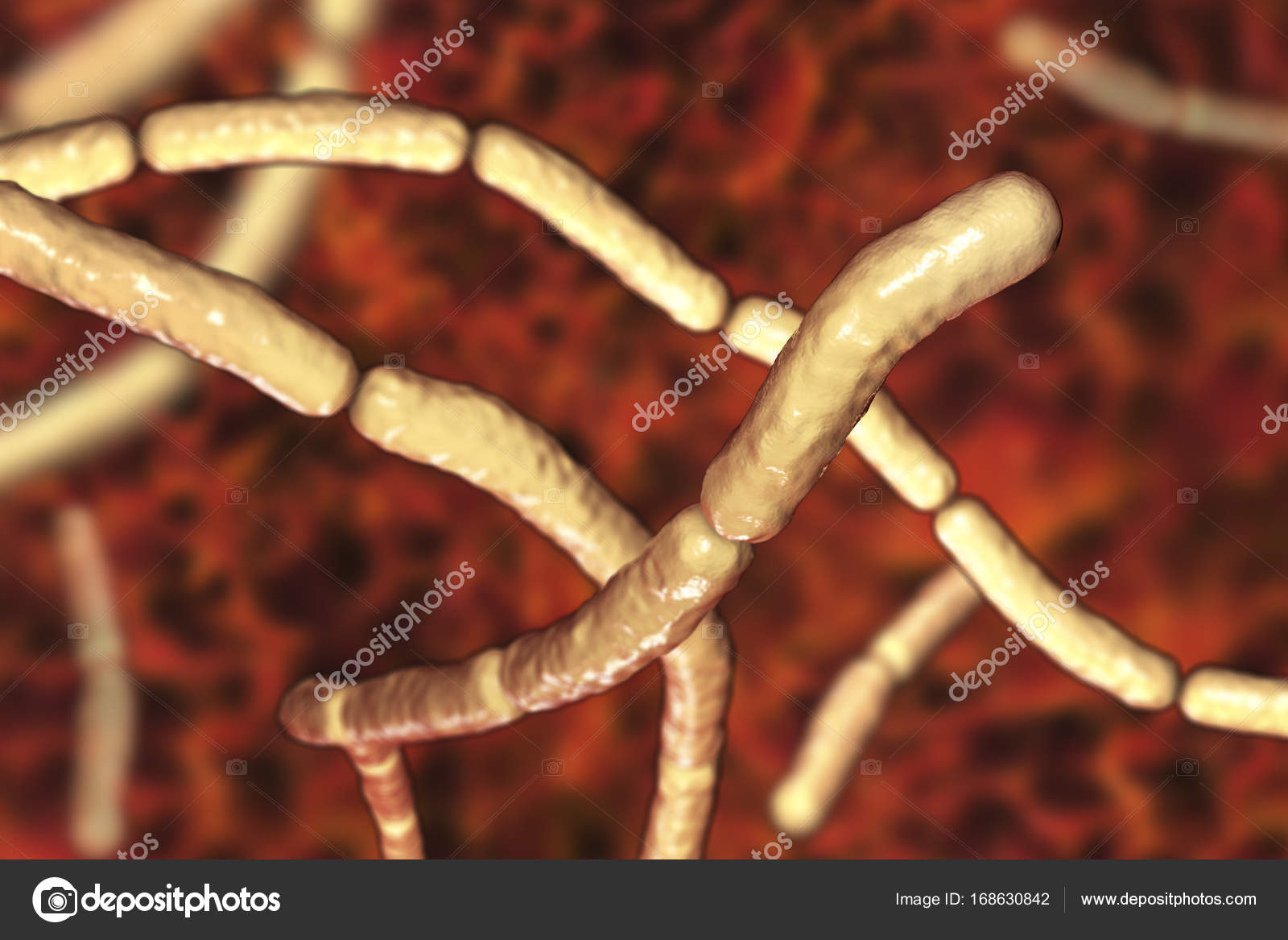Bacillus Subtilis Gram