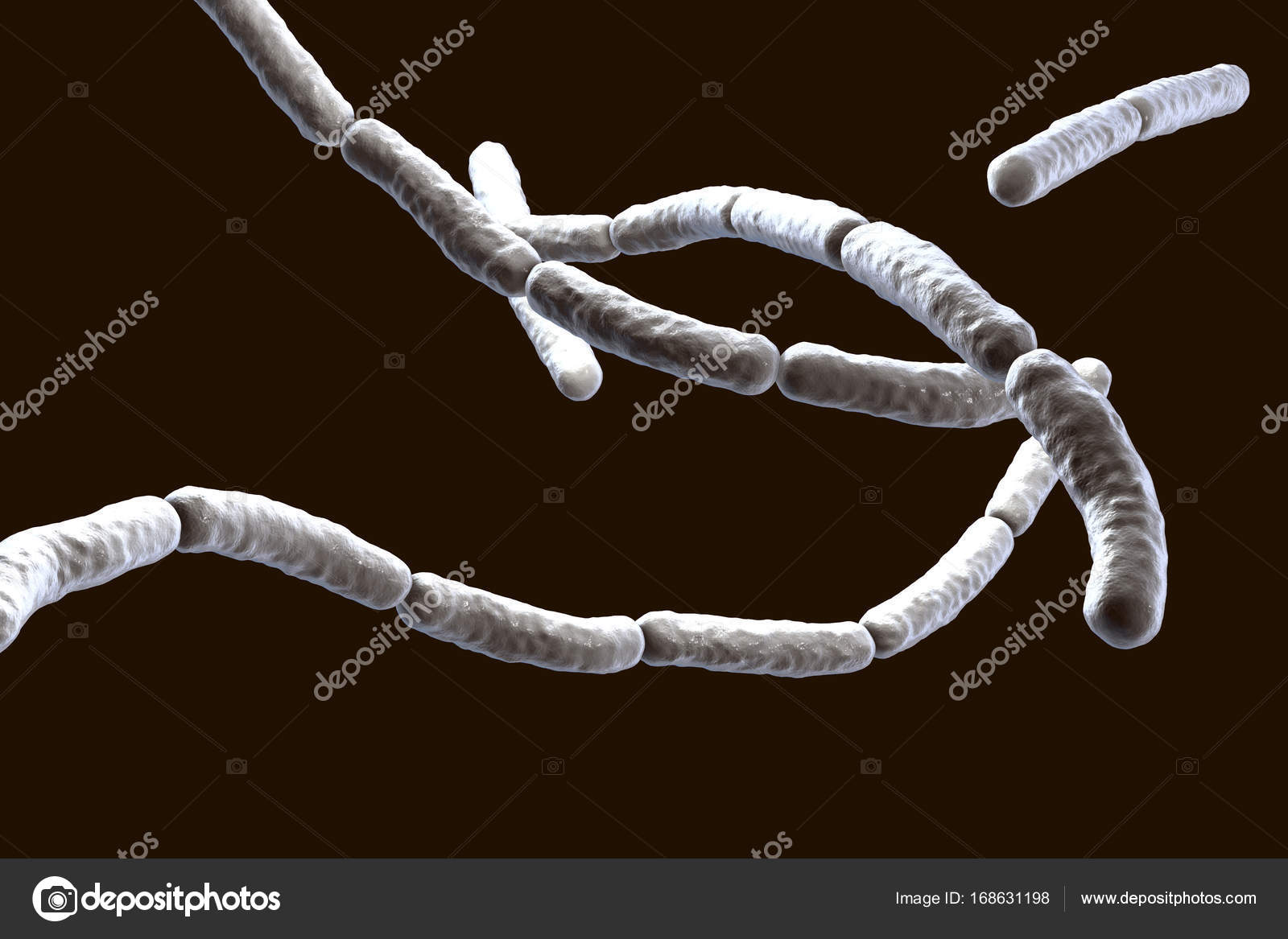 Bacillus subtilis, gram-positive bacteria, used as fungicides on plants ...