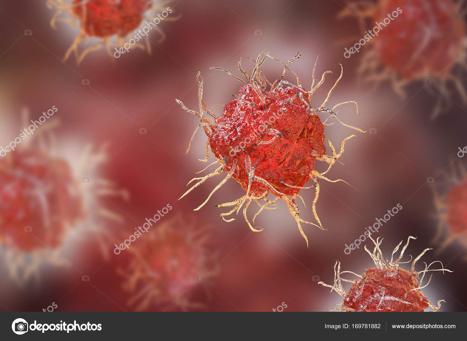 Antigen Presenting Cells Microscope