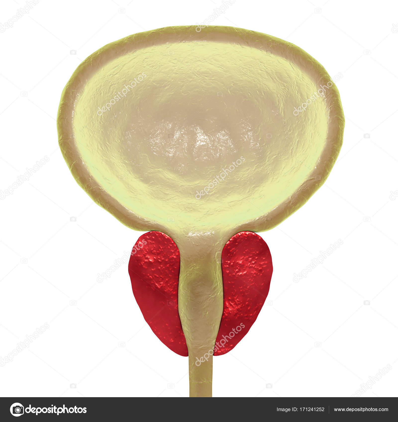 Normal prostate gland — Stock Photo © katerynakon #171241252