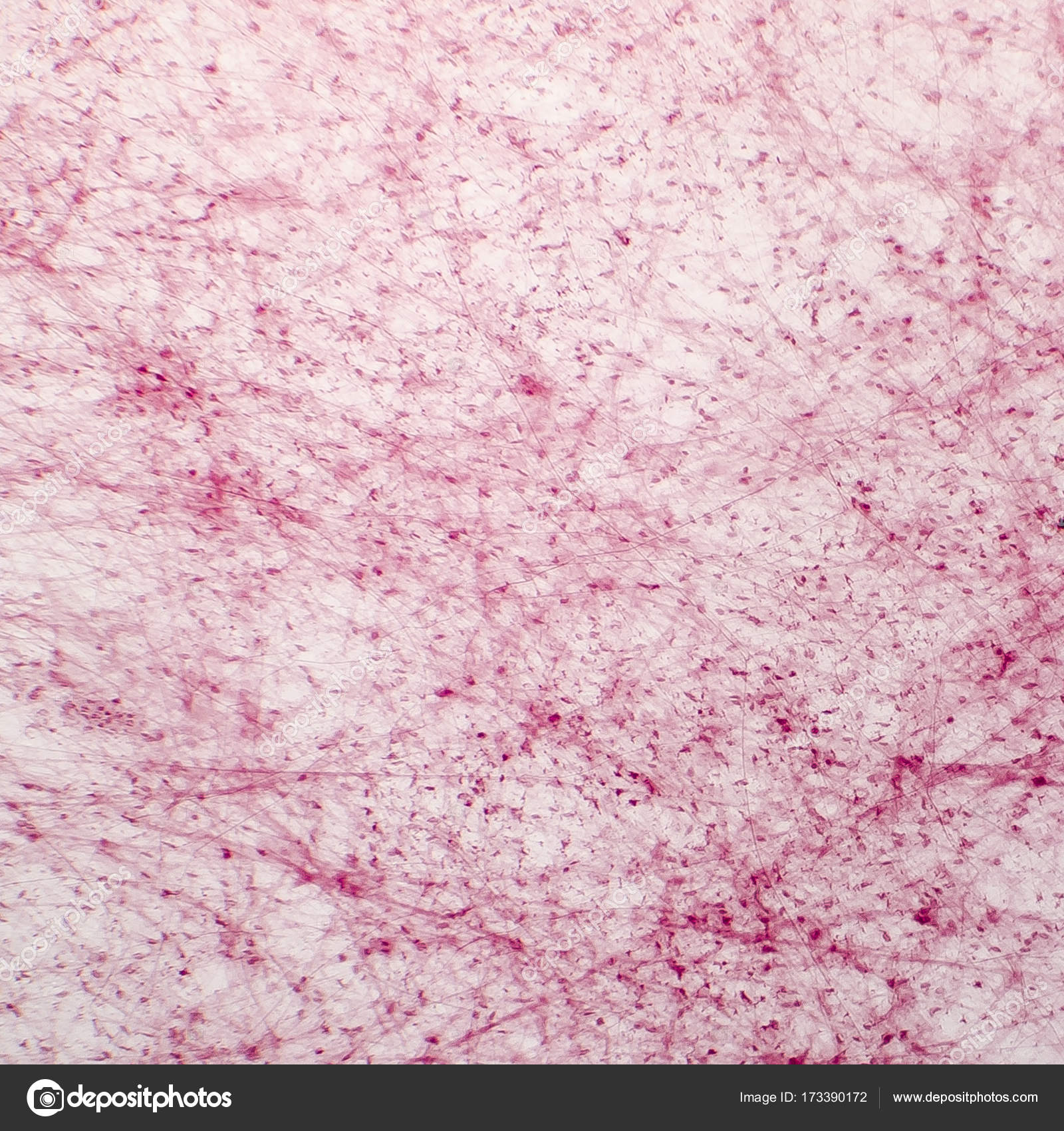 Losse bindweefsel — Stockfoto © katerynakon #173390172