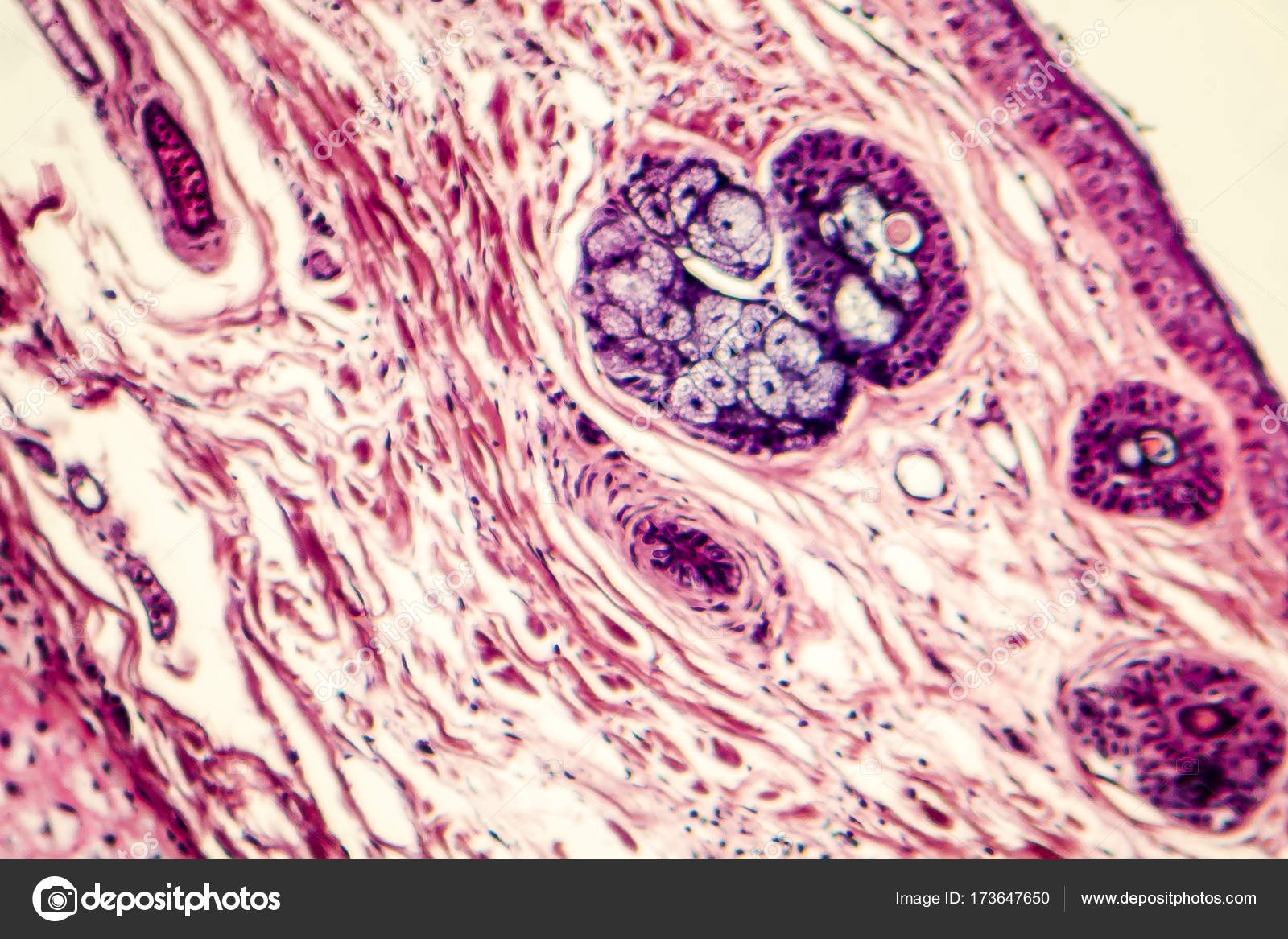 Connective tissue, light micrograph — Stock Photo © katerynakon #173647650