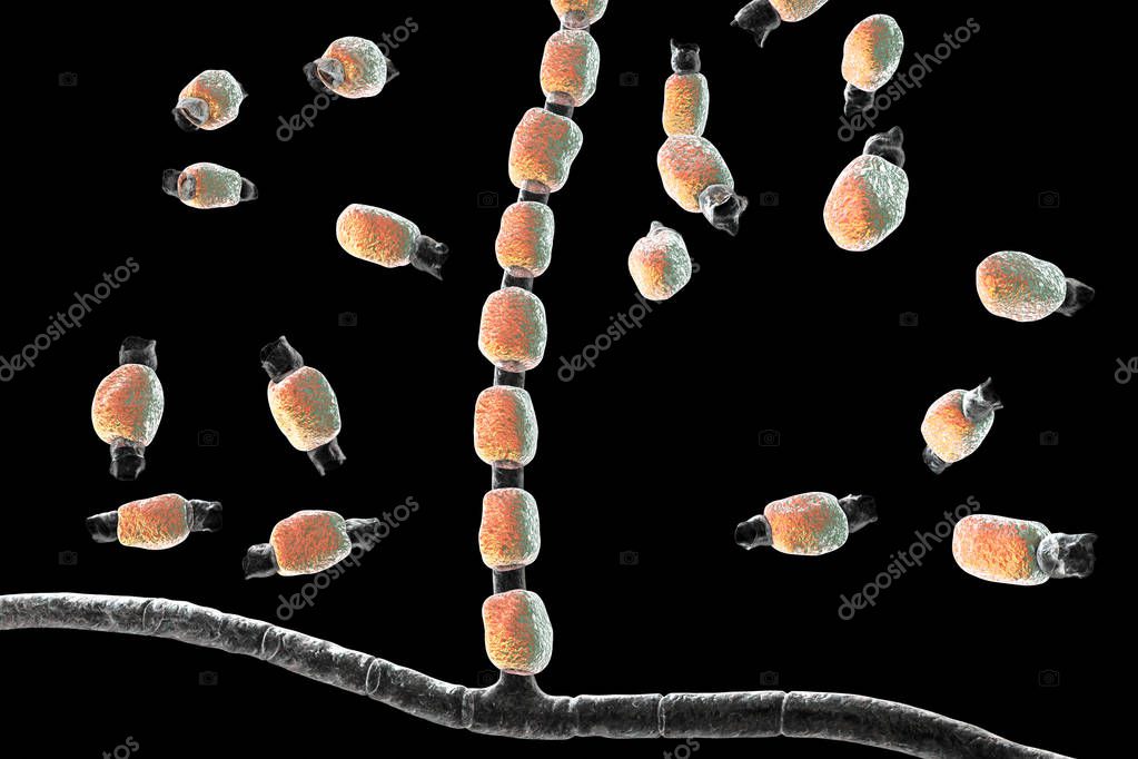 Fungi Coccidioides immitis — Stock Photo © katerynakon #175614128