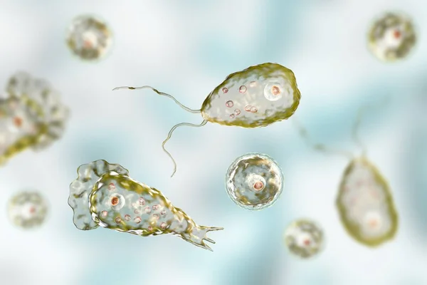 Flagellate form of the parasite Naegleria fowleri — Stock Photo ...