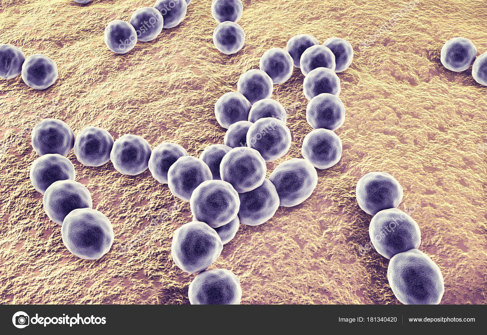 Anaerobic Gram-positive bacteria Peptostreptococcus Stock Photo by ...