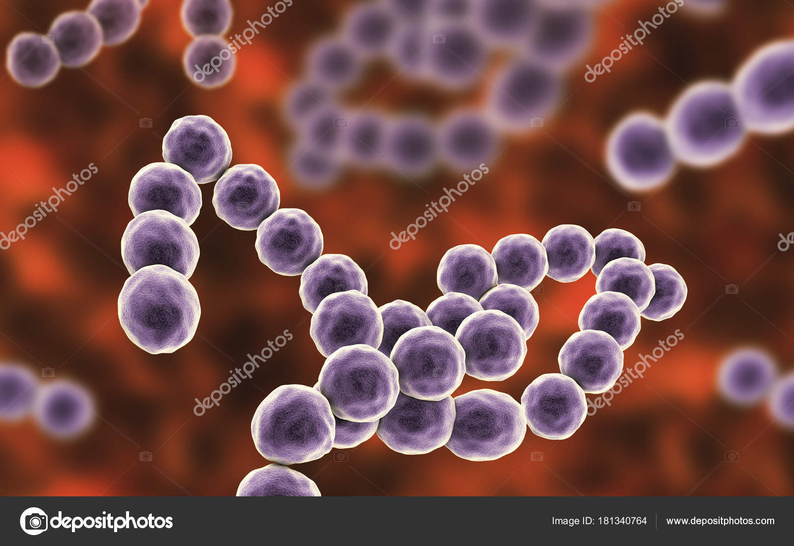 Anaerobic Gram-positive bacteria Peptostreptococcus — Stock Photo ...