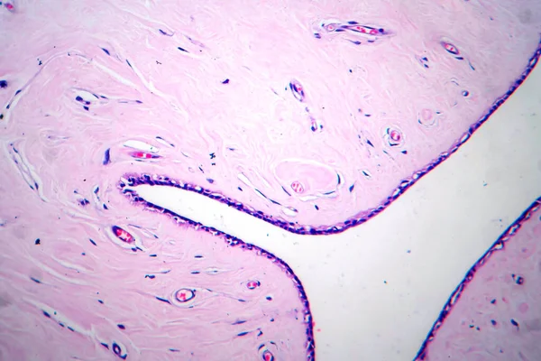 Nervous Tissue Under Microscope