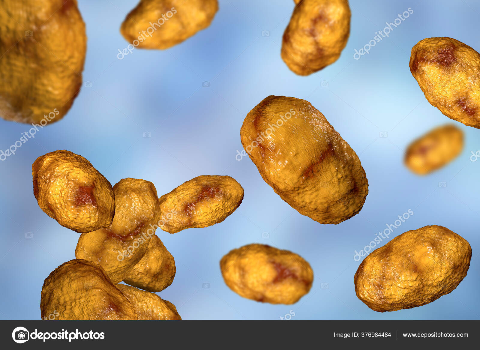 Gram Negative Coccobacillus