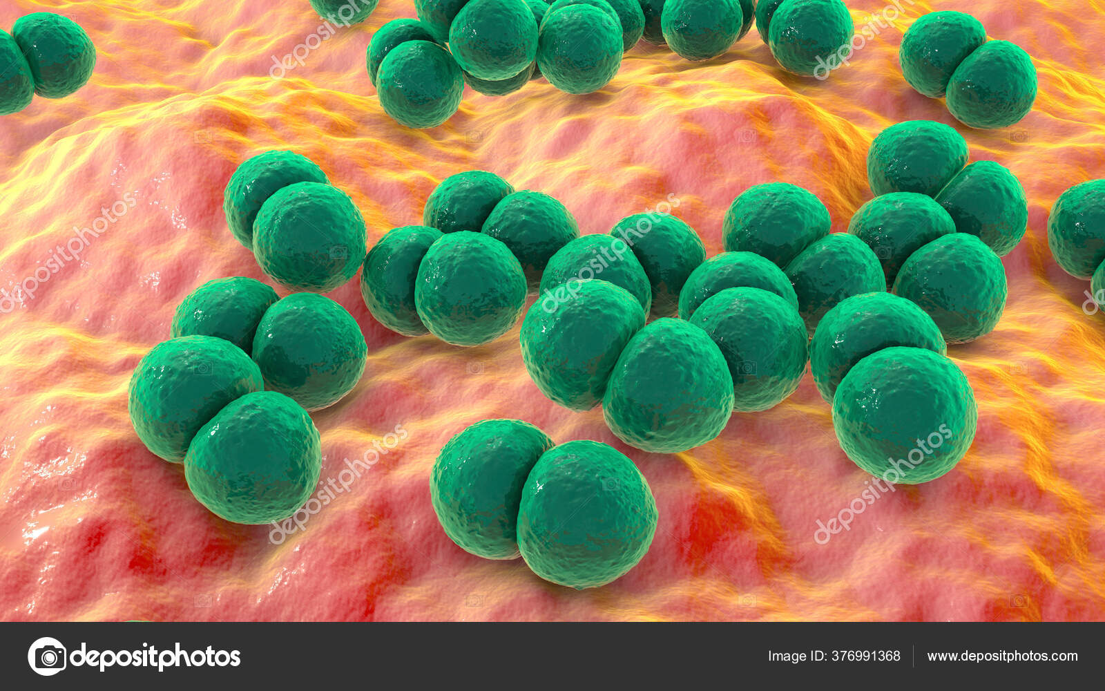 Bacterias Streptococcus Pneumoniae Ilustración Diplococos Grampositivos ...