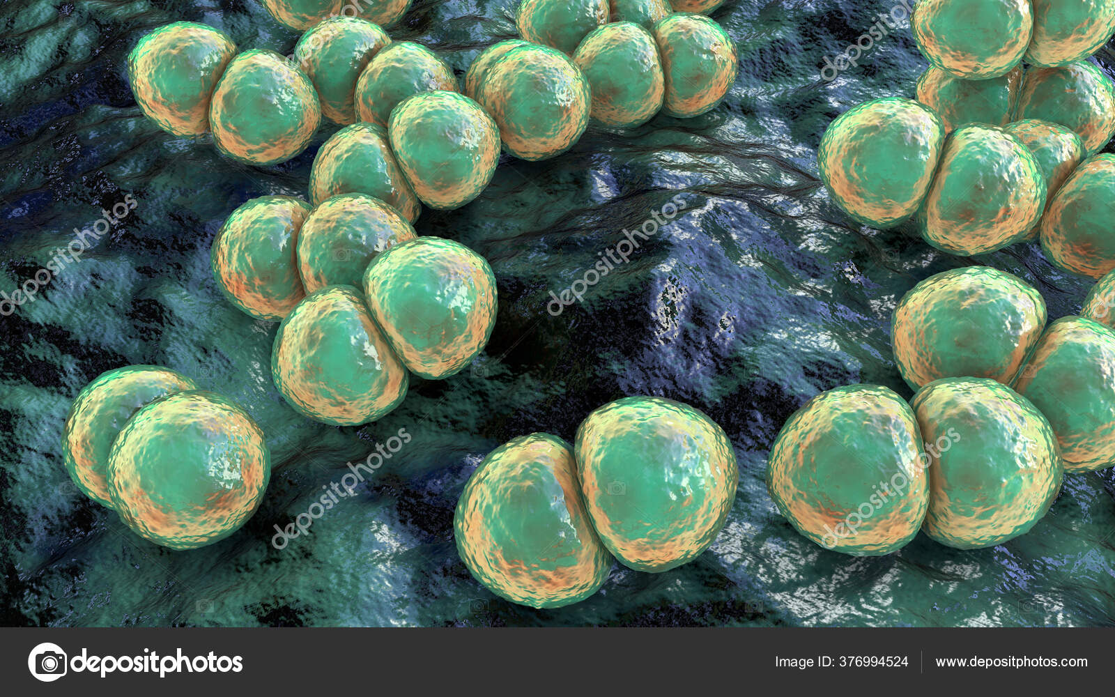 Diplococci Bacteria